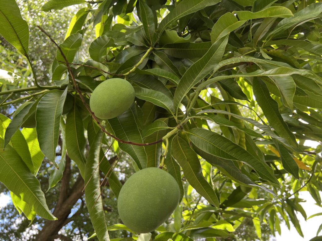 Mango Leaves: Health Benefits You Had No Idea About – Beyond 1000 Days!
